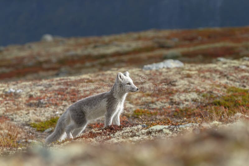 Arctic Fox in a Autumn Landscape Stock Photo - Image of small, adorable ...