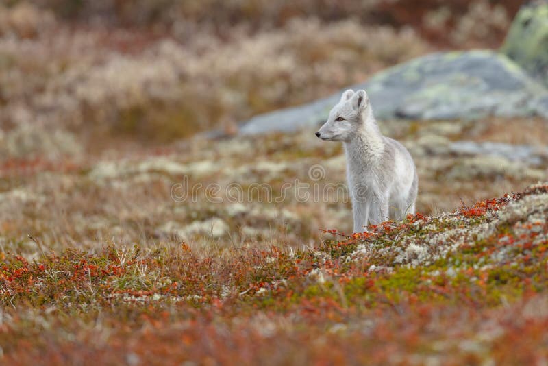 Arctic Fox in a Autumn Landscape Stock Photo - Image of sitting ...