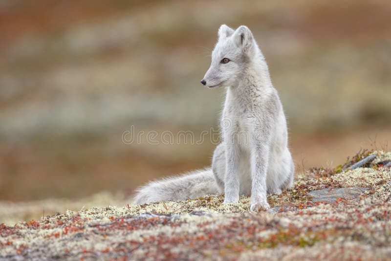 Arctic Fox in a Autumn Landscape Stock Photo - Image of iceland, animal ...