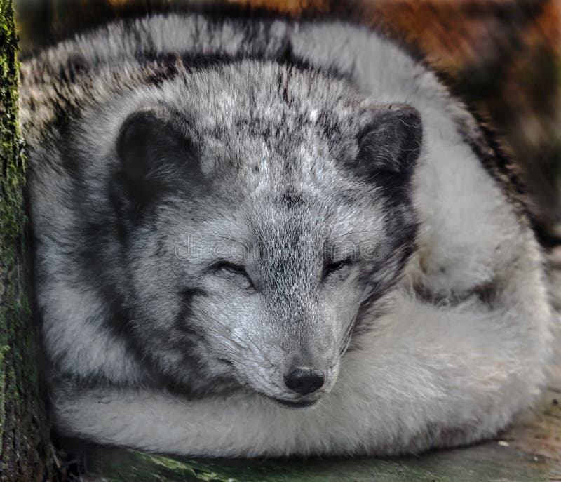 Arctic fox on the board 3 stock photo. Image of white - 301793246