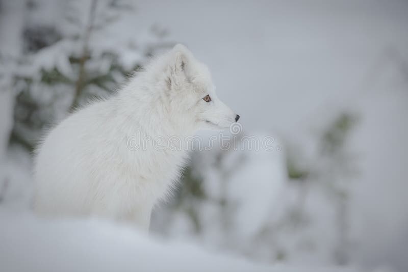 Arctic fox stock image. Image of scandinavia, right, animal - 51142829
