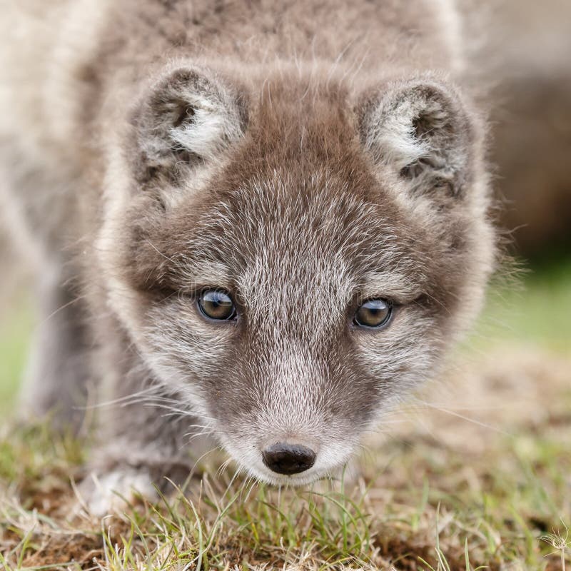 Arctic Fox cub stock photo. Image of isolated, animal - 47121916