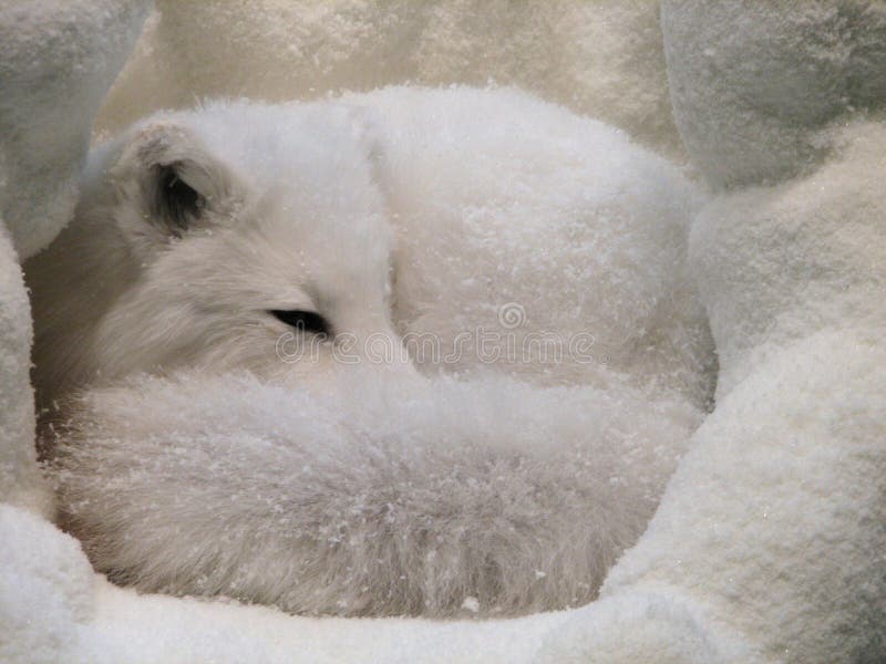 Arctic Fox Curled Up in His Snowy Den Stock Photo - Image of candid ...