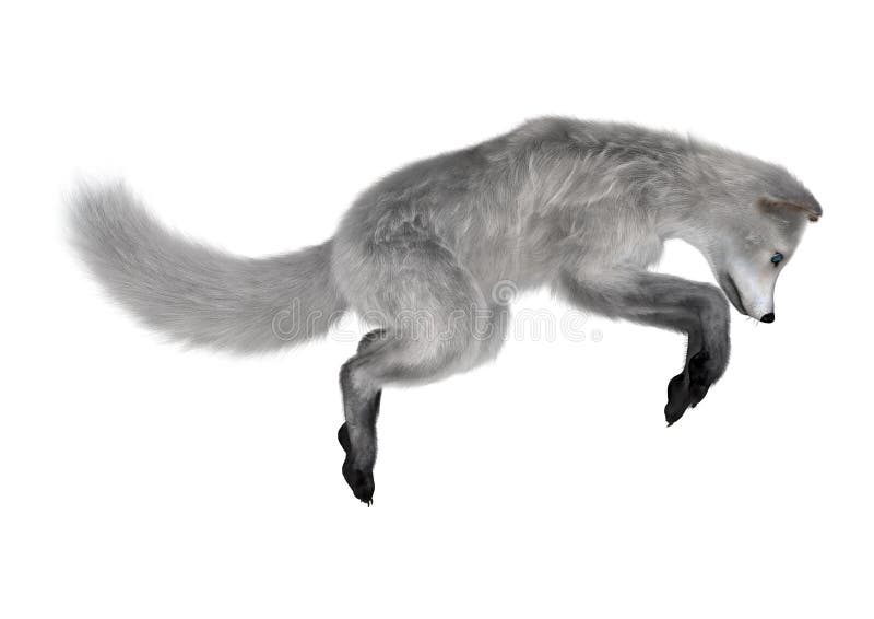Jumping Arctic Fox Stock Photos - Free & Royalty-Free Stock Photos from ...