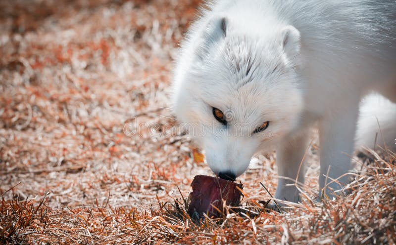 Arctic Fox eating stock photo. Image of eating, colors - 19200496