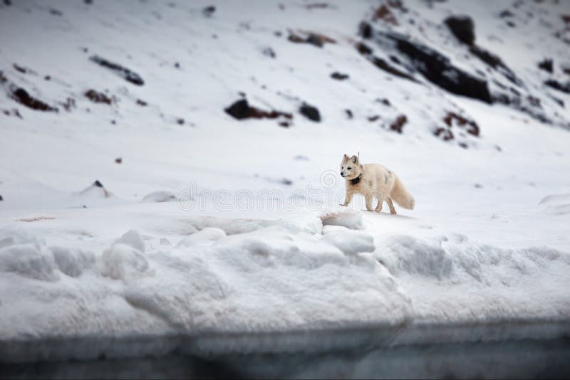 Norwegian Archipelago Aerial View, Drone View Stock Image - Image of ...