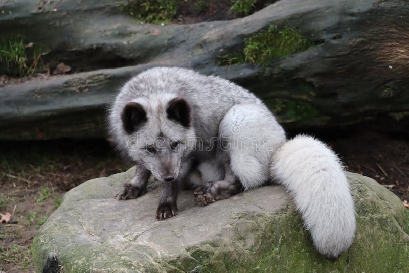 Arctic Fox stock image. Image of park, small, arctic - 265525891