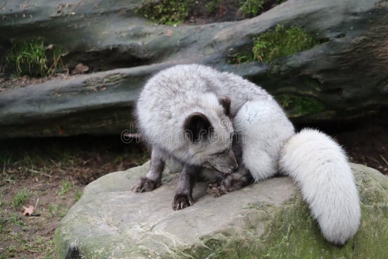 Arctic fox stock photo. Image of primate, sheep, white - 265525848