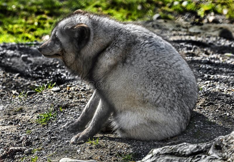 Arctic fox on the ground 2 stock image. Image of snow - 276506415