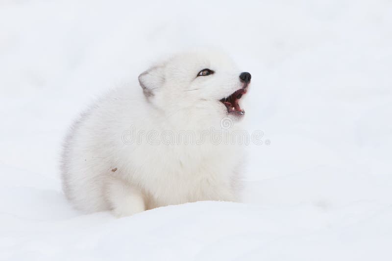 Arctic fox howling stock photo. Image of licking, males - 85217186