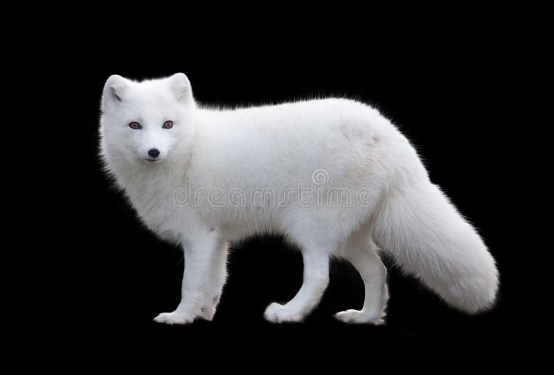Arctic Fox Black Background