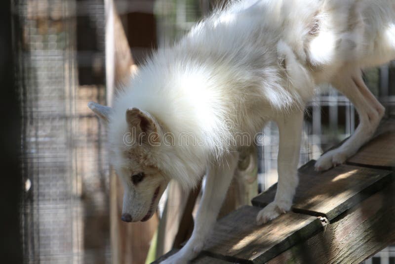 Arctic fox stock photo. Image of playing, relaxing, white - 135660370