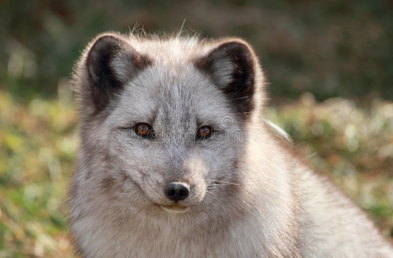 Arctic Fox in Nature during Fall Stock Photo - Image of winter, arctic ...