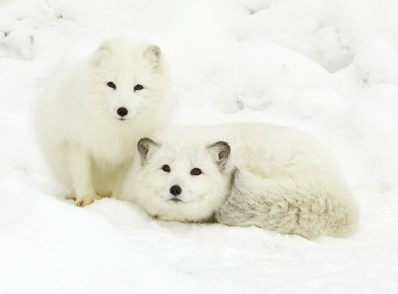 Arctic Fox Pair stock photo. Image of levy, montana, arctic - 13145014