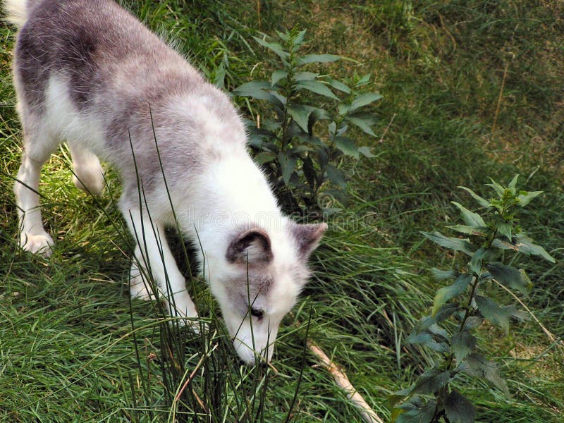 Arctic Fox Pup Picture. Image: 1400727
