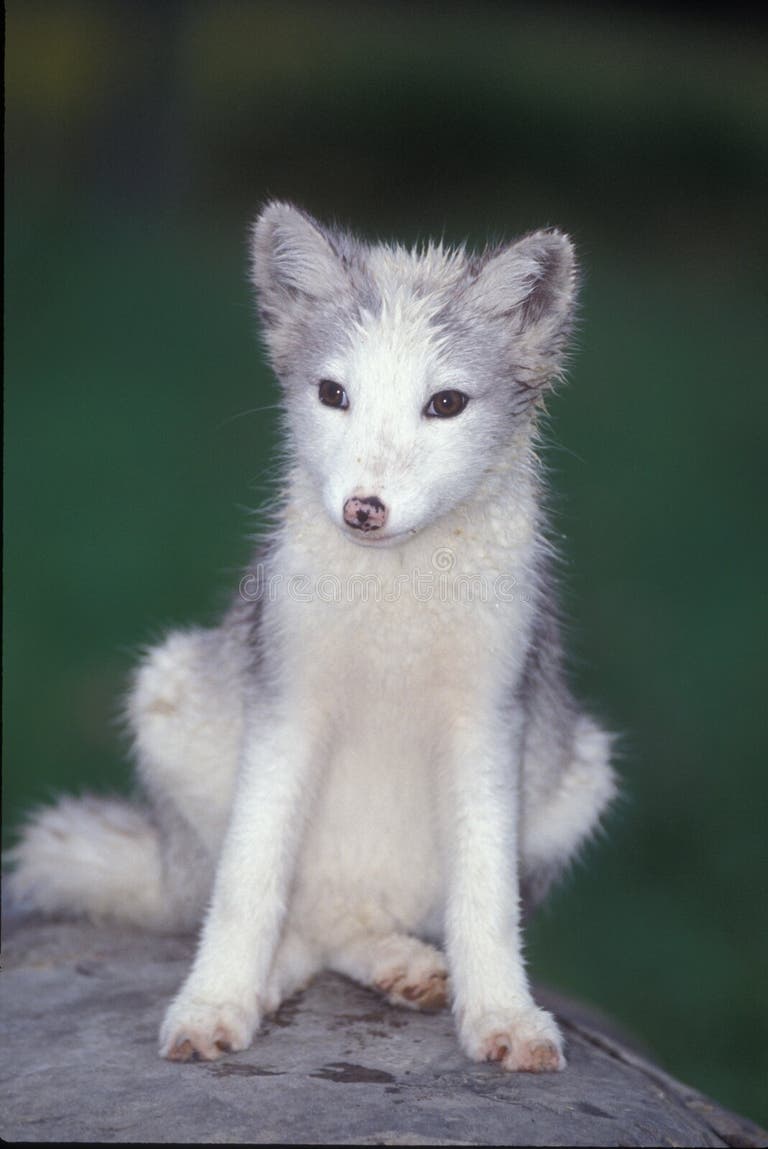 4,186 Fox Pup Stock Photos - Free & Royalty-Free Stock Photos from ...