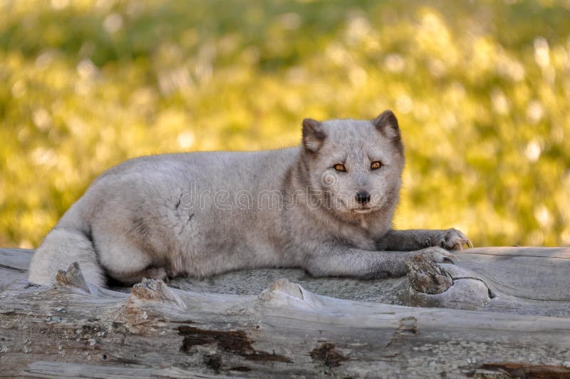 Arctic Fox Relaxing on Some Logs. Stock Image - Image of mammal, meadow ...