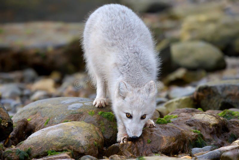 Norwegian Archipelago Aerial View, Drone View Stock Image - Image of ...