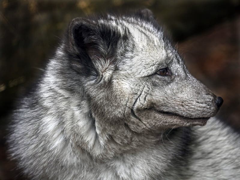 Arctic fox`s head 1 stock image. Image of animal, white - 110472355
