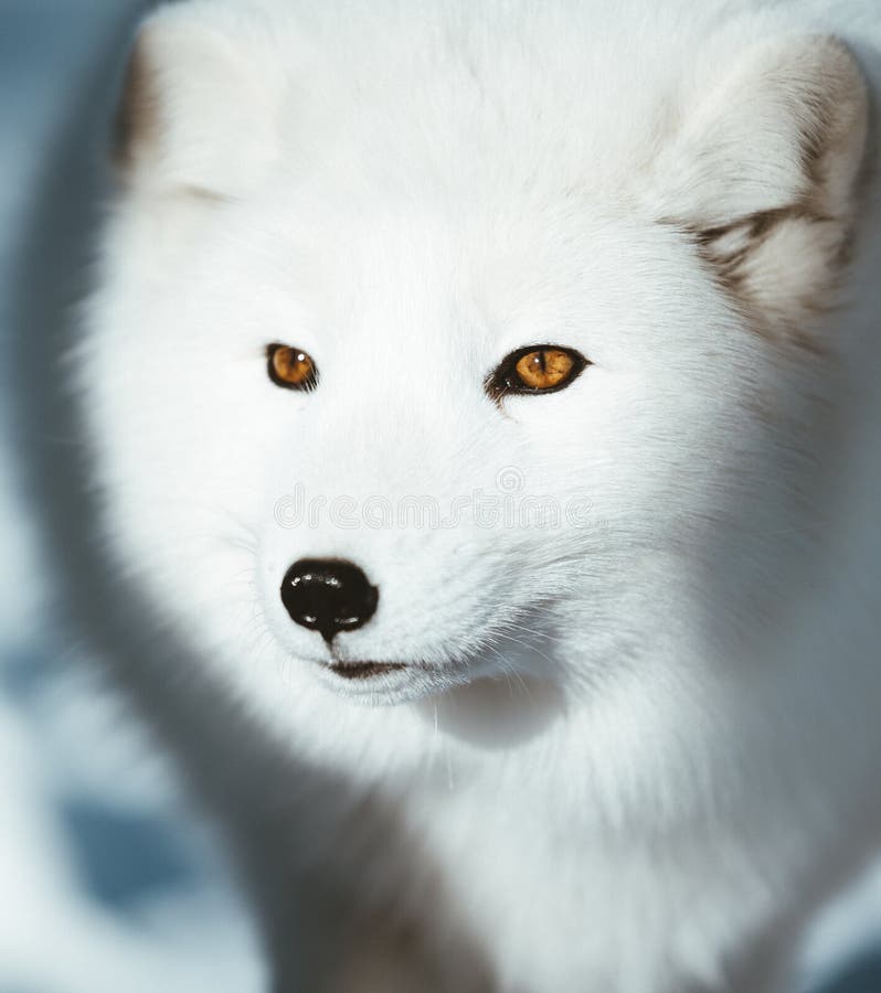 Arctic Fox Standing in the Snow Stock Photo - Image of habitat, animal ...