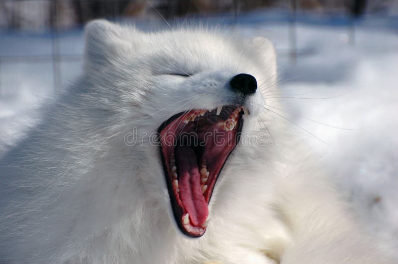2+ Screaming fox Free Stock Photos - StockFreeImages