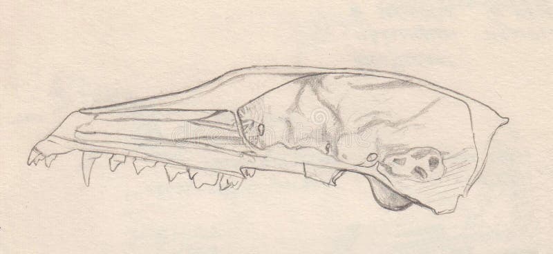 Arctic fox skull. stock illustration. Illustration of doodle - 80068098