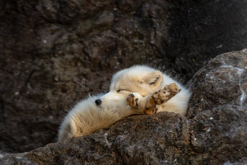 Arctic Fox is Sleeping on the Rock. Stock Image - Image of biome, mini ...
