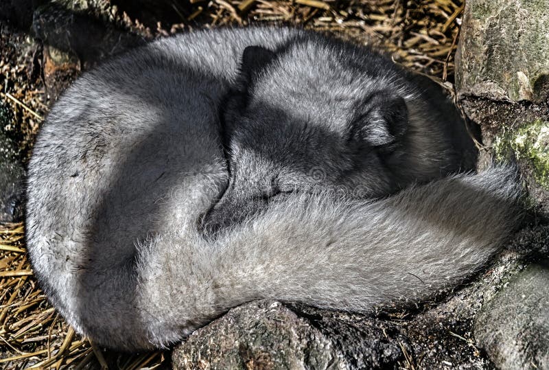 Sleeping arctic fox 6 stock image. Image of zoology - 268337847