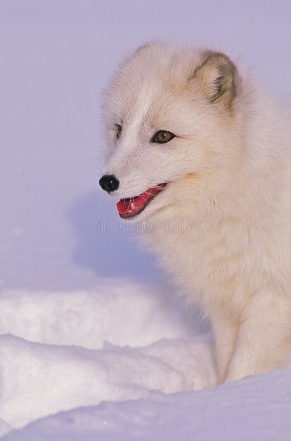 Arctic Fox in Snow stock image. Image of canine, wilderness - 10195937