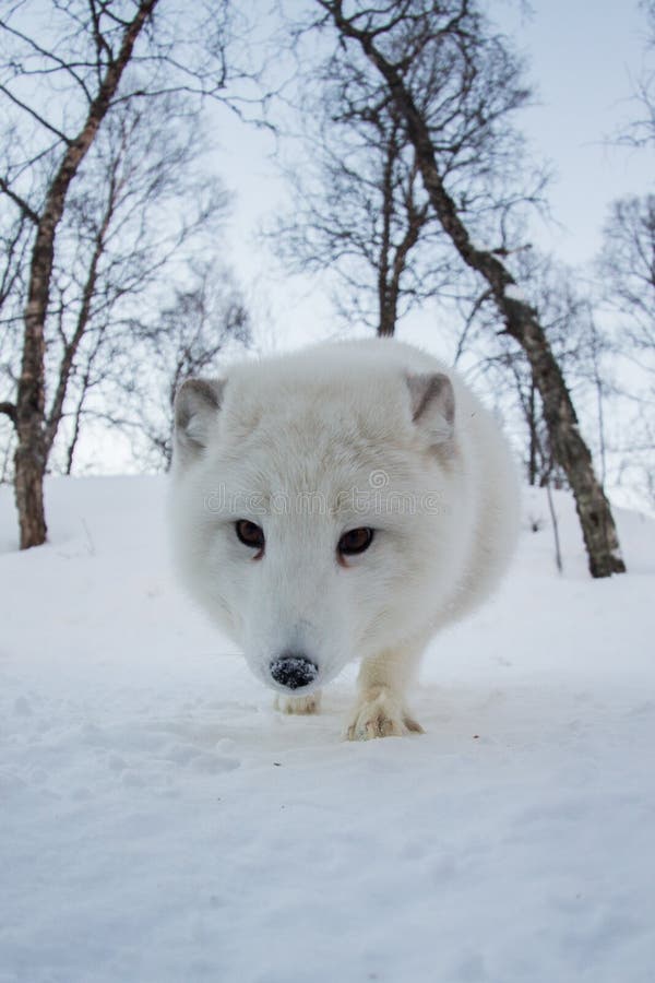 Arctic Fox in the Snow Closeup Stock Photo - Image of scandinavia, snow ...