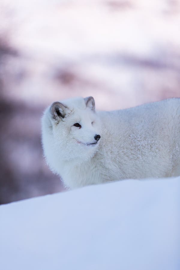 Arctic Fox in the Snow Closeup Stock Photo - Image of cute, wildlife ...