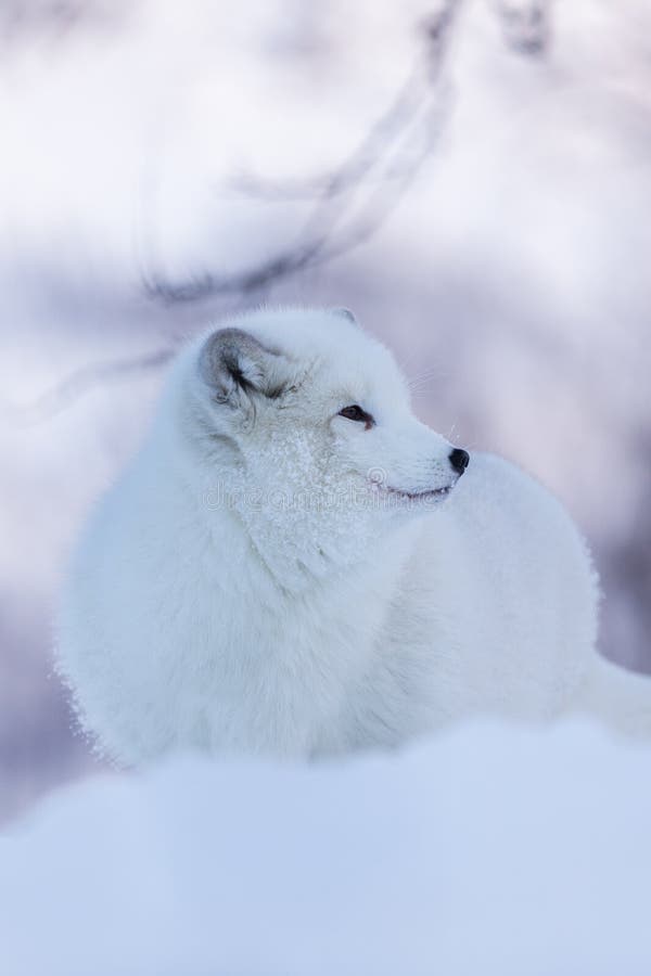 Arctic Fox in the snow stock photo. Image of cute, scandinavia - 66112006