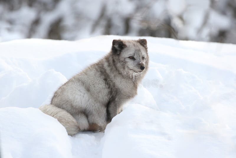 Arctic Fox in Snow during Winter Stock Photo - Image of male, beauty ...
