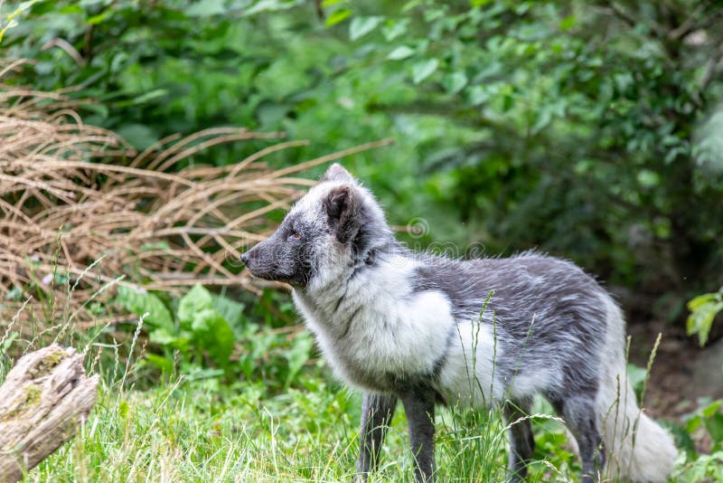 Arctic fox in summer stock image. Image of fluffy, charming - 224343751