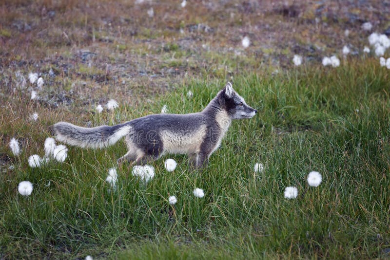 Arctic Fox in Svalbard, Summer Stock Photo - Image of outdoors, arctic ...