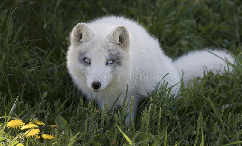 An Arctic Fox Vulpes Lagopus in the Grass on a Spring Day in Canada ...