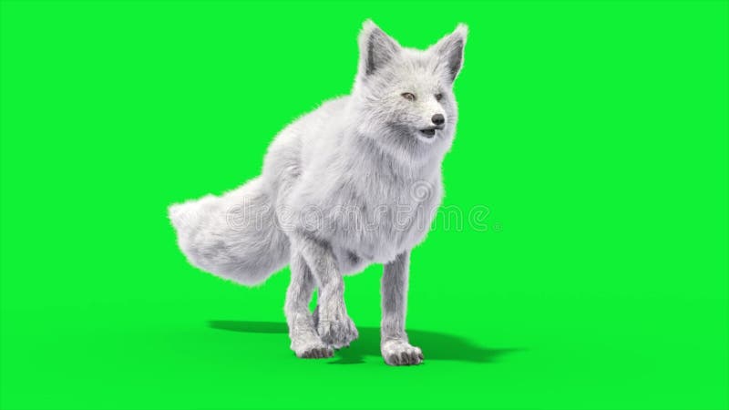 Arctic Fox Walkcycle Front Loop 3D Rendering Animations Animals Real ...