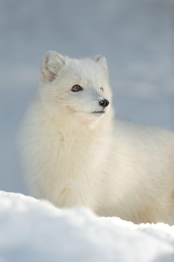 Pretty Arctic Fox in Winter Stock Photo - Image of white, fauna: 83681126