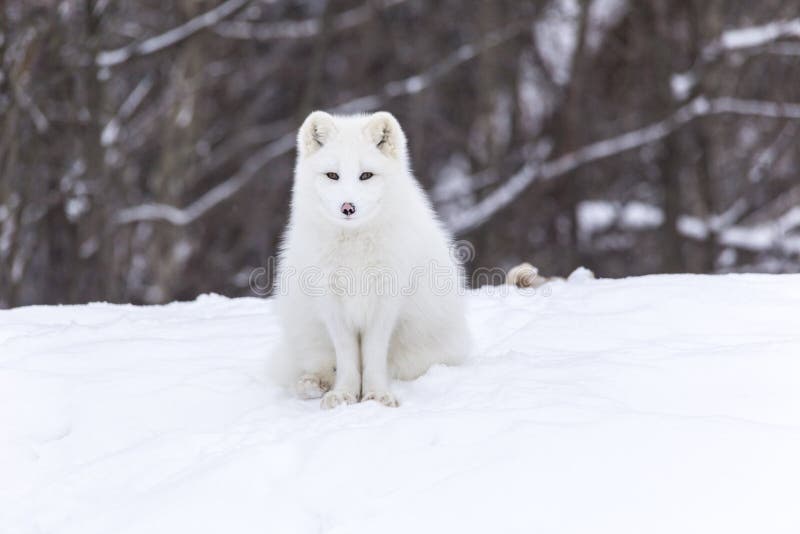 Arctic Fox in a Winter Scene Stock Image - Image of animal, carnivore ...