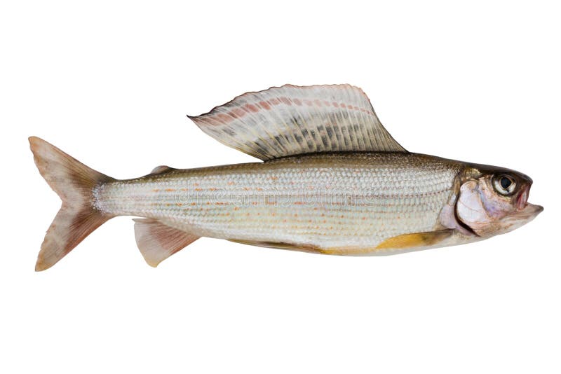Arctic Grayling (Thymallus Arcticus) Underwater Stock Image - Image of ...