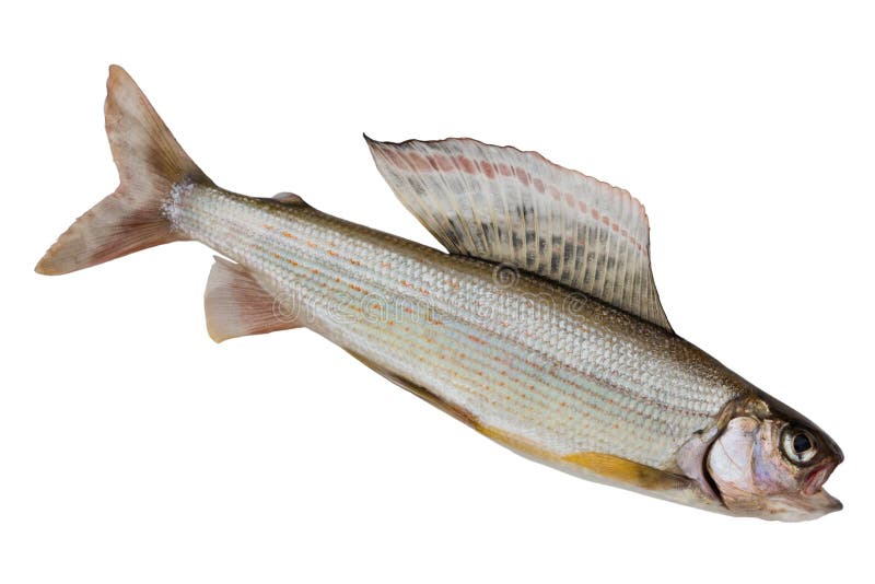 Arctic Grayling Fish Isolated on White Background. Freshwater Fish ...