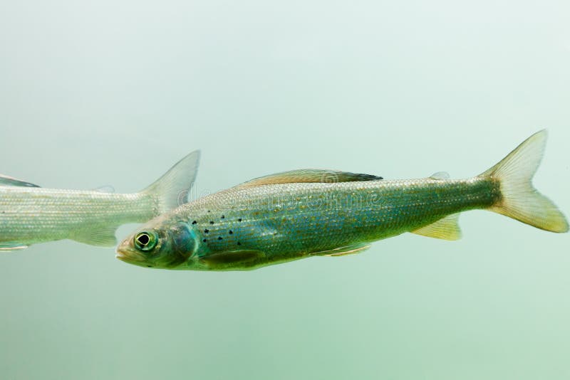 Grayling Thymallus Thymallus Underwater Stock Photo - Image of arcticus ...
