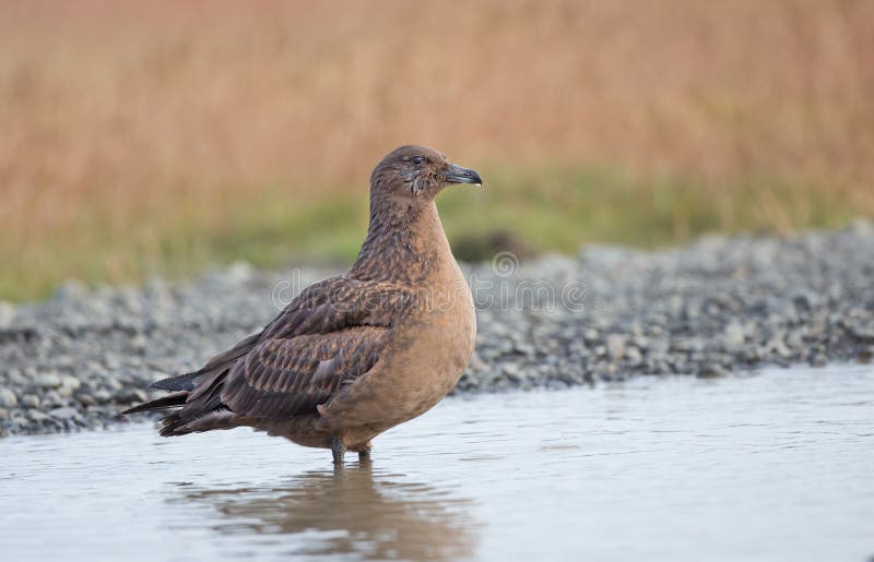 Arctic Great Skua (Stercorarius Skua) Stock Photo - Image of malvinas ...