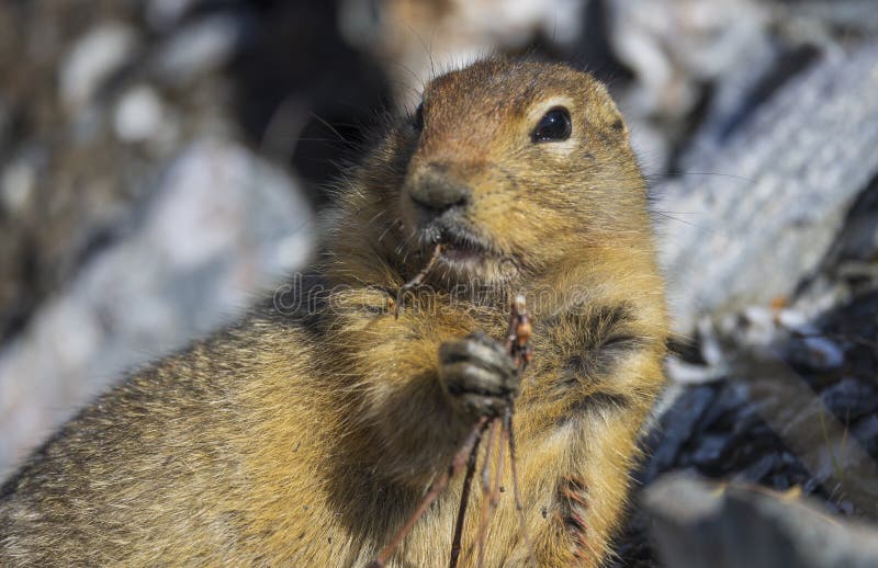 Arctic Ground Squirrel in Denali National Park Alaska in Fall Stock ...