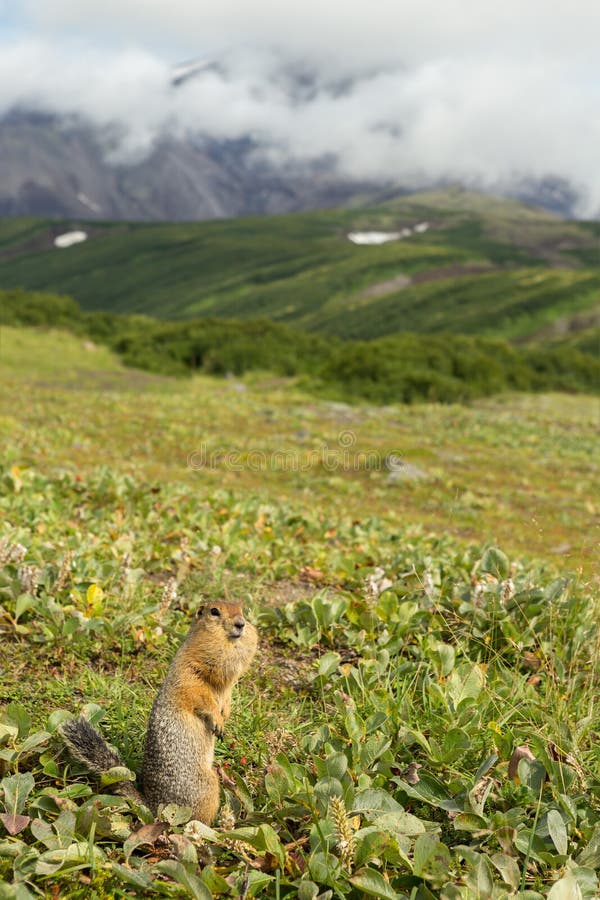 Arctic Ground Squirrel (Urocitellus Parryii) Stock Image - Image of ...