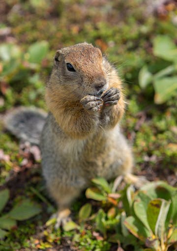 157 Arctic Squirrel Closeup Stock Photos - Free & Royalty-Free Stock ...