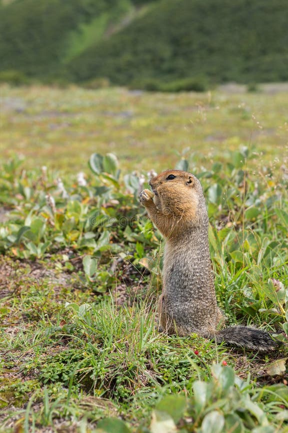 Arctic Ground Squirrel at Foot of Volcano on Kamchatka. Stock Photo ...