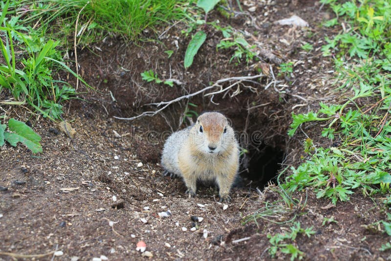 Arctic Ground Squirrel Urocitellus Parryii Stands in Grass Stock Image ...