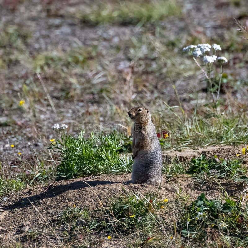 Arctic Ground Squirrel, Rodent in Yukon Stock Image - Image of meadow ...