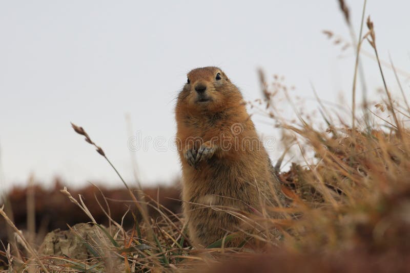 Arctic Ground Squirrel Urocitellus Parryii, Alaska,USA Stock Photo ...